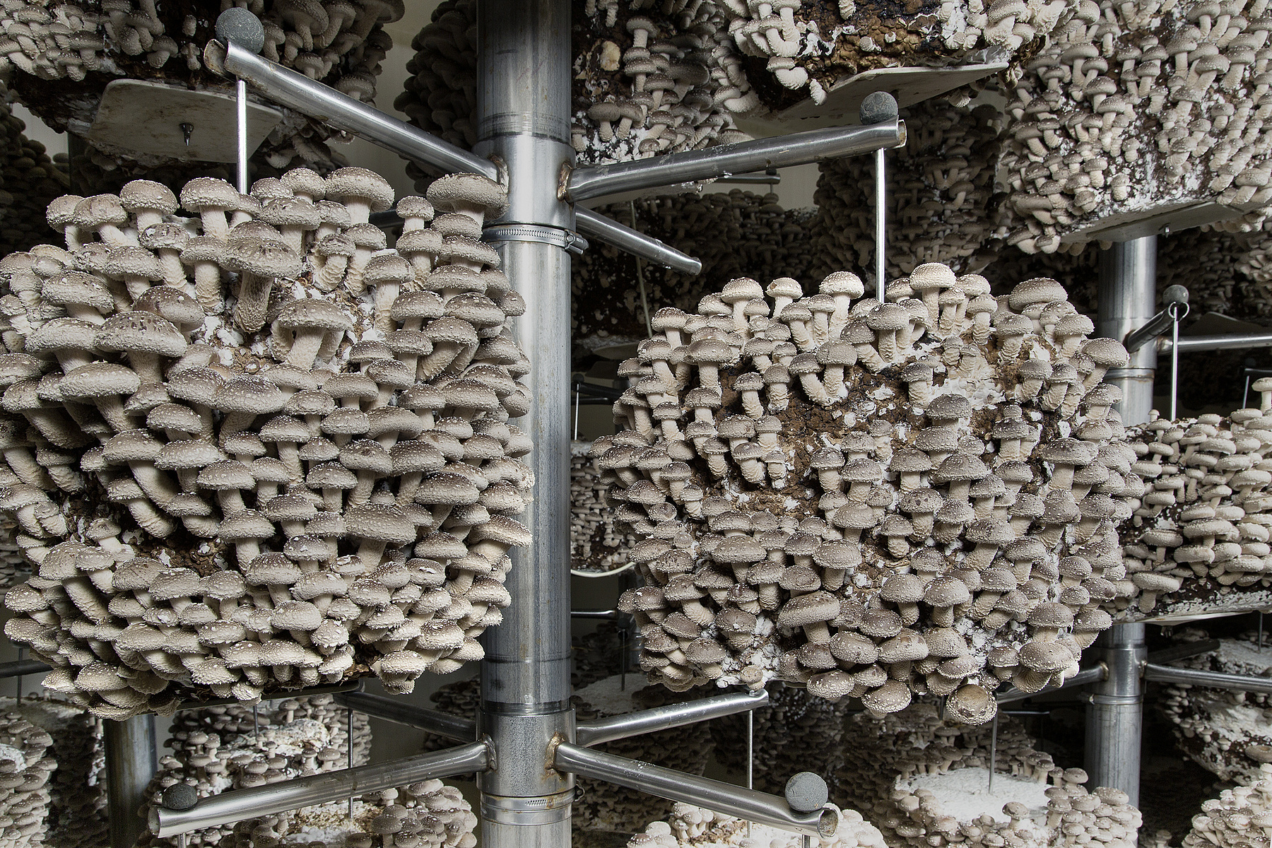 Hotellerie Gastronomie Zeitung: Innovative Pilzproduktion